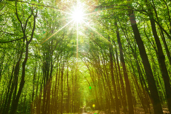 Good News! 7 Positive Environmental Stories From June 2022 - One Tree ...