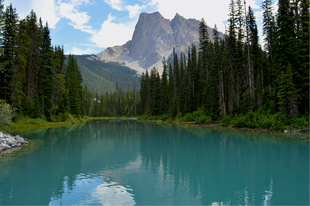 7 Best Videos About the Environment - One Tree Planted