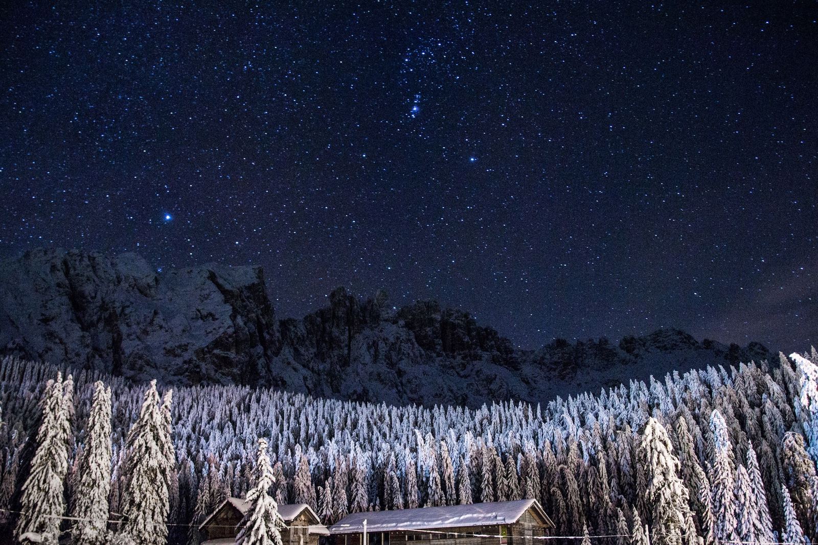 Do Trees Sleep At Night? - One Tree Planted