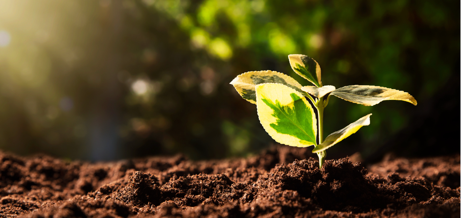 Good News! 7 Positive Environmental Stories from January 2024 - One ...