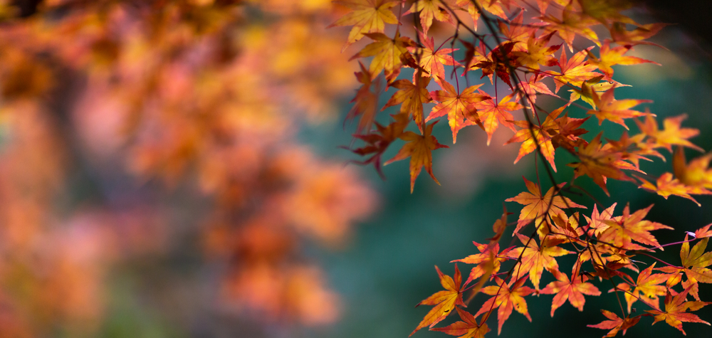 8 Amazing Bamboo Facts - One Tree Planted