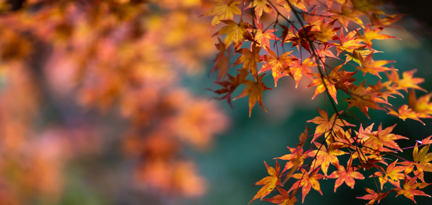 Good News! 6 Positive Environmental News Stories From November 2023 ...