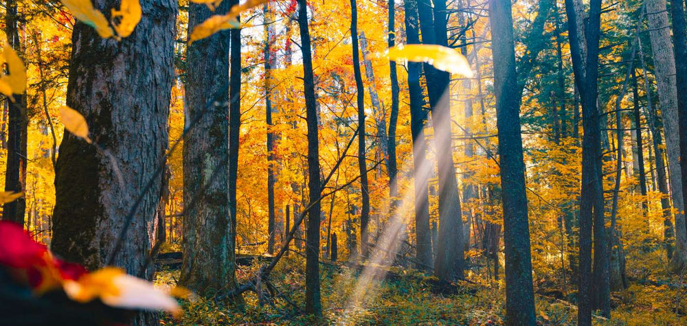 Good News! 5 Positive Environmental Stories from November 2024 - One ...