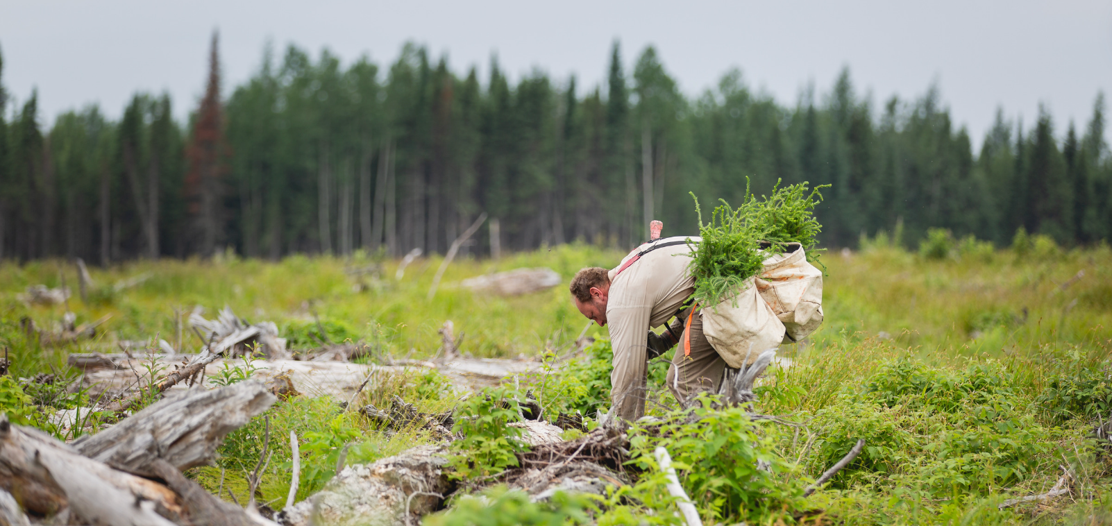 7 Nature-Based Solutions that Help Address Climate Change - One Tree Planted