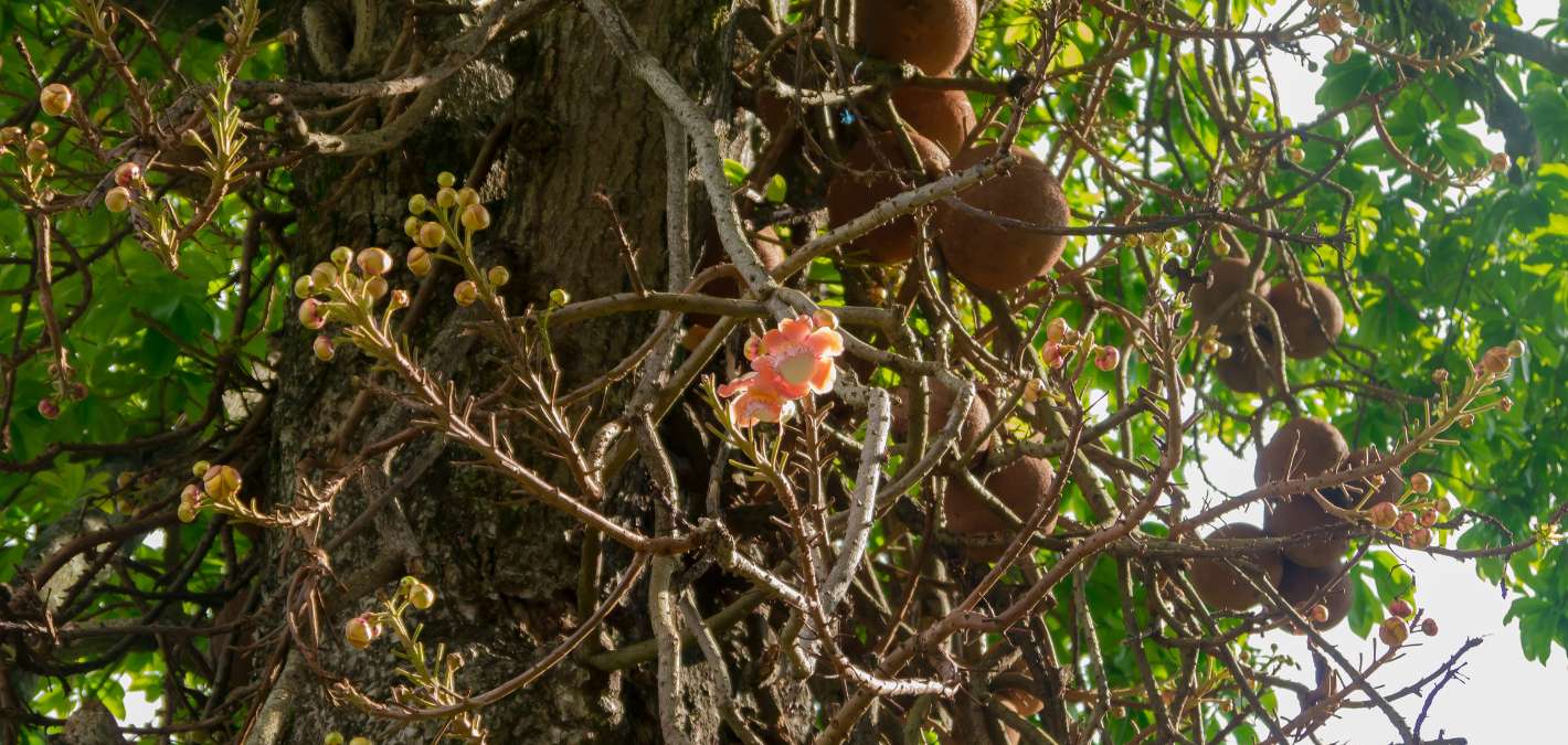 Small World Spotlight: TRULY NUTS! - One Tree Planted