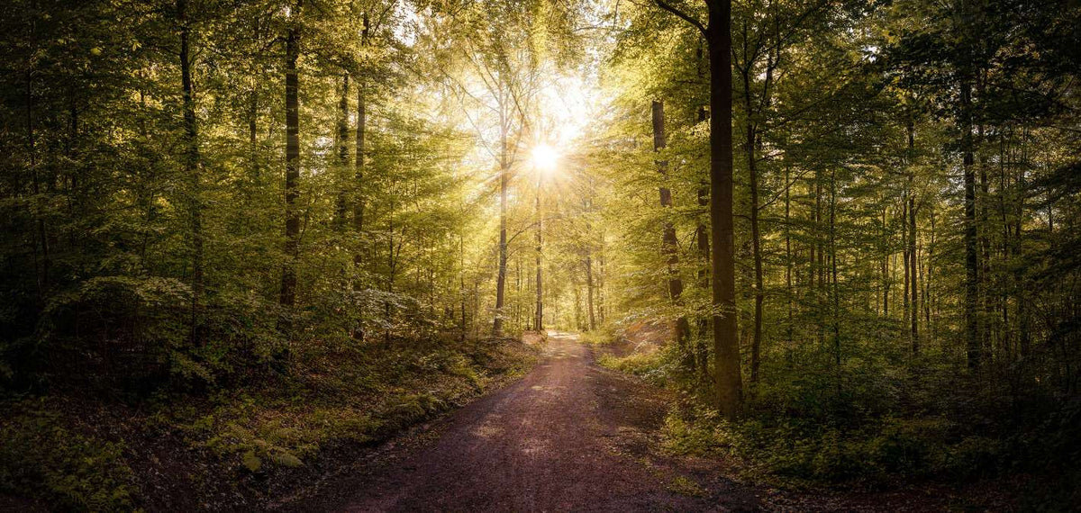 Good News! 6 Positive Environmental Stories from August - One Tree Planted