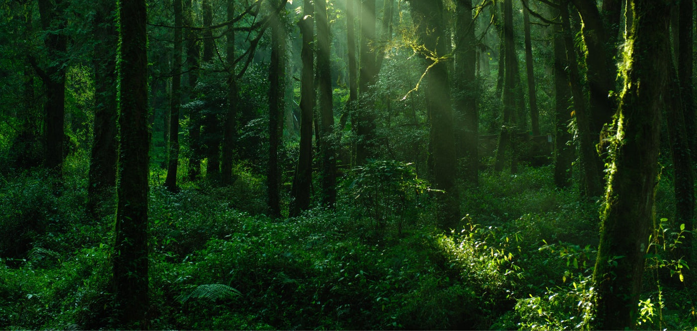 3 Major Ways Climate Change Impacts Forests - One Tree Planted