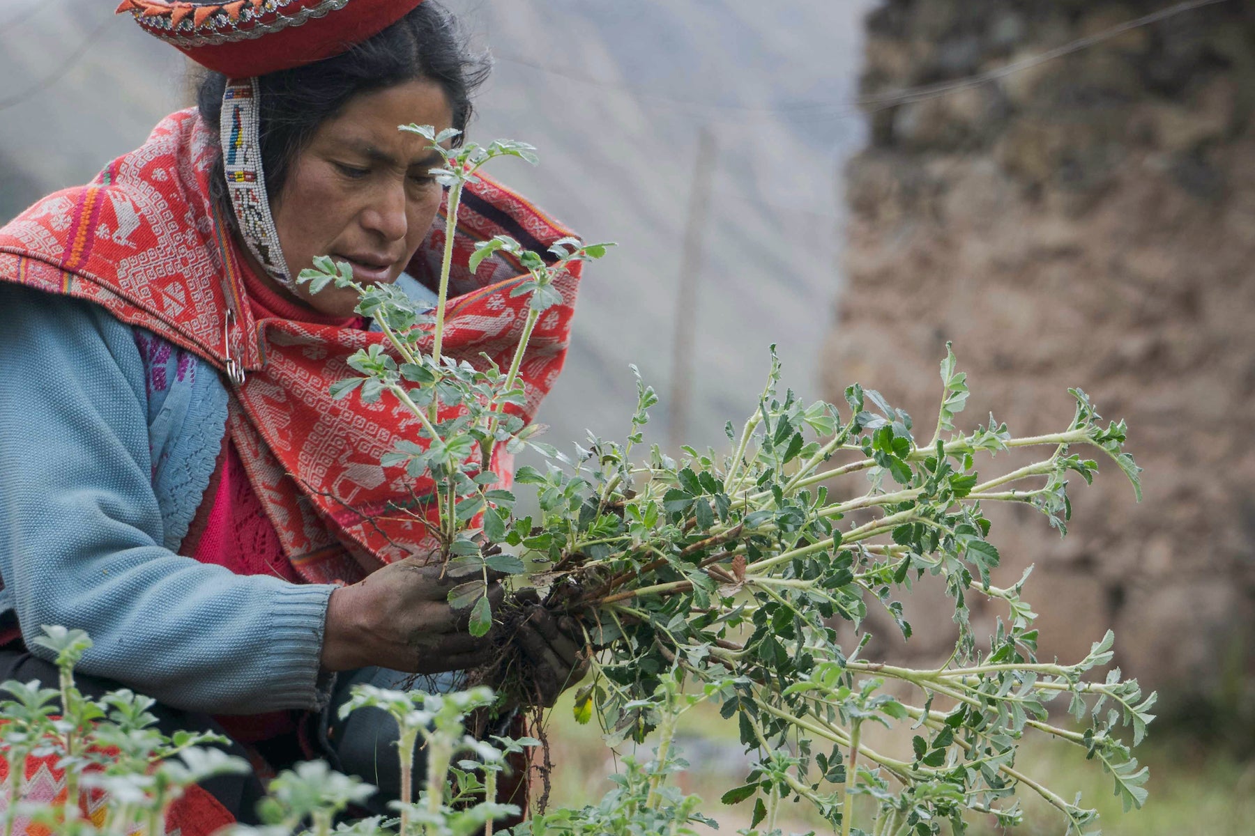 Felix Mobile: The Telco With Green Values - One Tree Planted