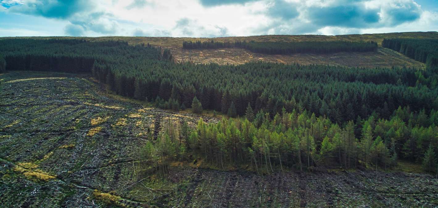 Effects of Deforestation - One Tree Planted