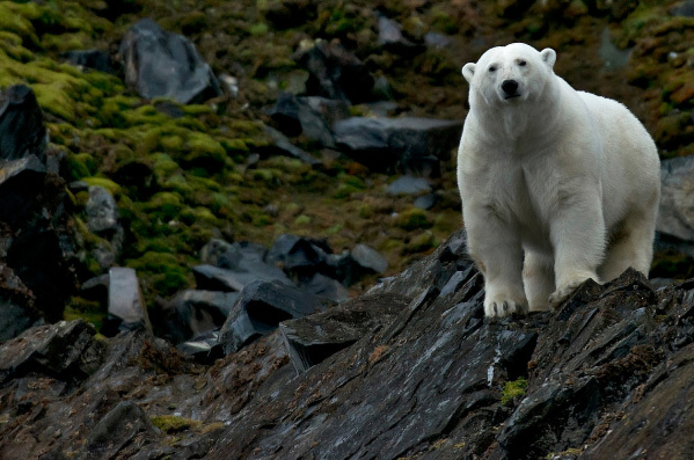 7 Effects Of Climate Change Happening Right Now | One Tree Planted 7 Effects Of Climate Change Happening Right Now | One Tree Planted