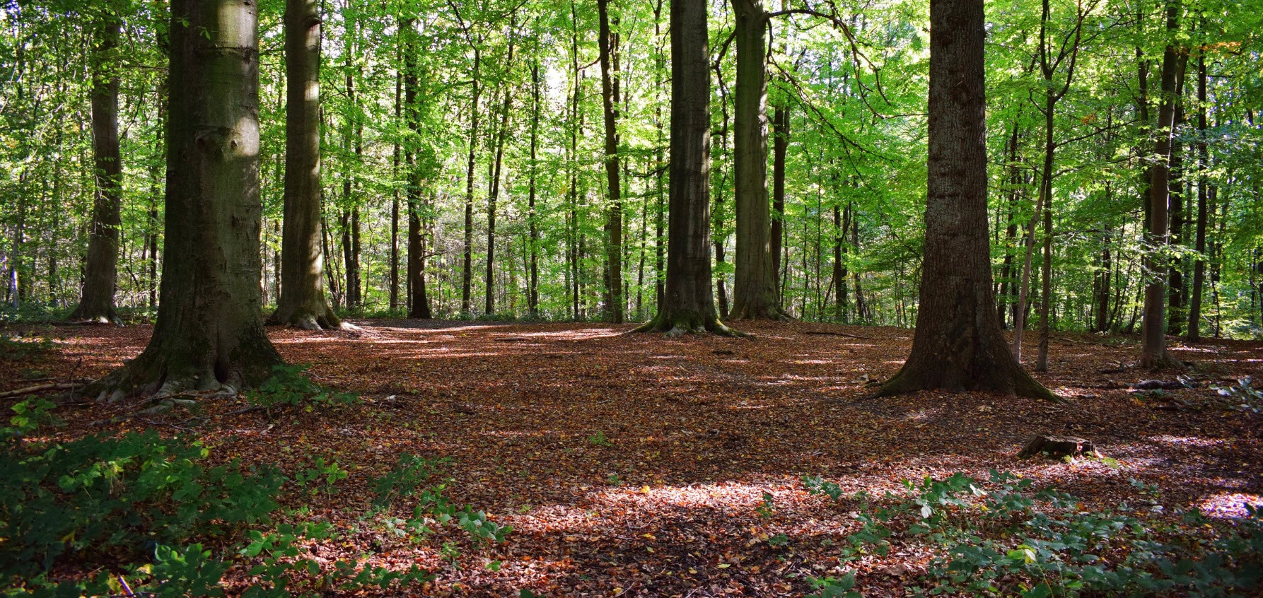 Impacting Communities by Restoring Forests Across England - One Tree ...