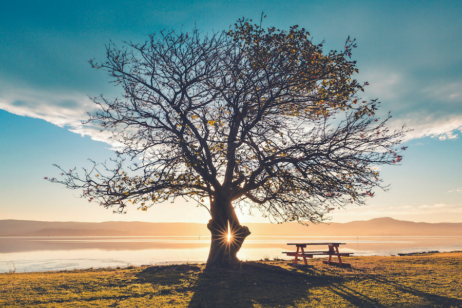 How Do Trees Grow? - One Tree Planted