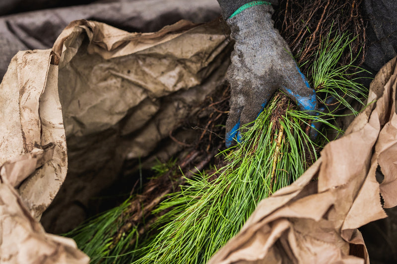 Expanding Nursery Capacity in the Pacific Northwest with Strategic Dro ...