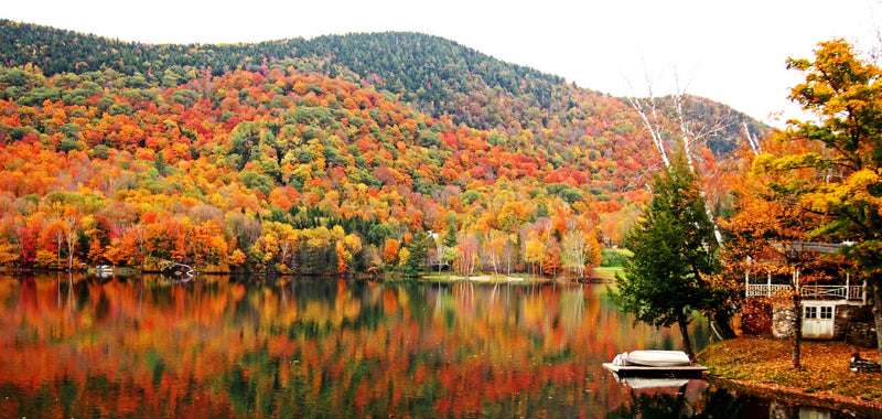 Can You Still Plant Trees In The Fall? - One Tree Planted