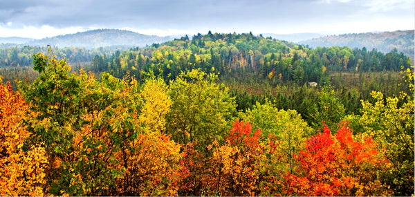 Good News! 6 Positive Environmental News Stories From October 2023 ...