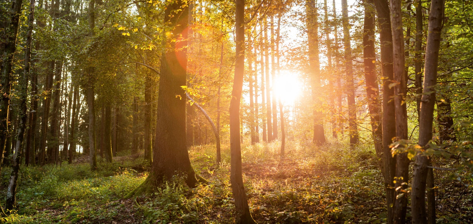 Good News! 6 Positive Environmental Stories from February 2024 - One ...