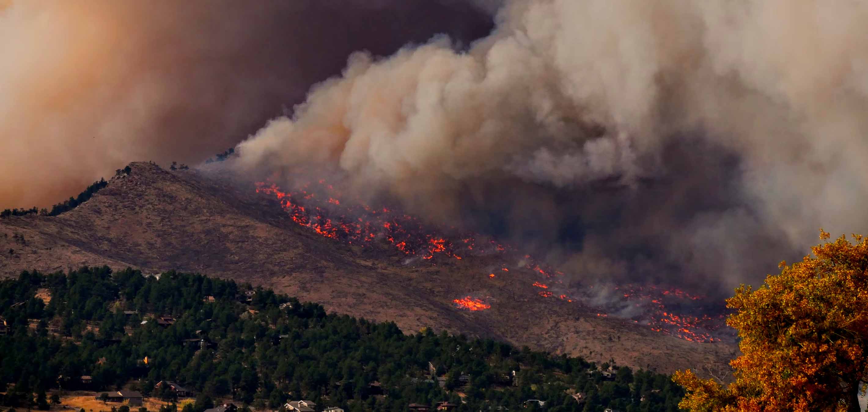 10 Ways to Prevent Forest Fires | One Tree Planted