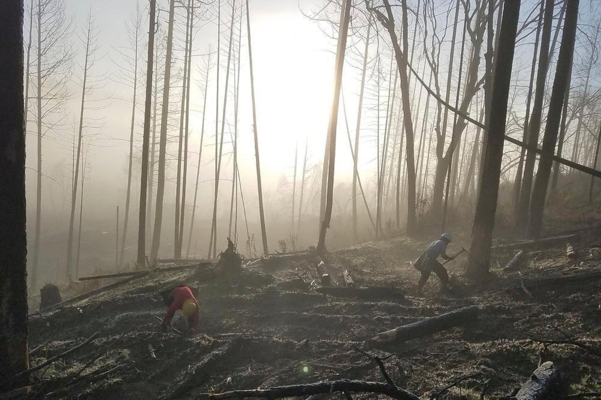 A Short List of Forest Facts for Kids - One Tree Planted