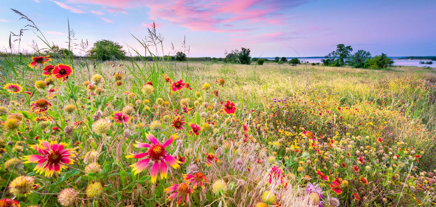 Good News! 6 Positive Environmental Stories from July 2024 - One Tree ...