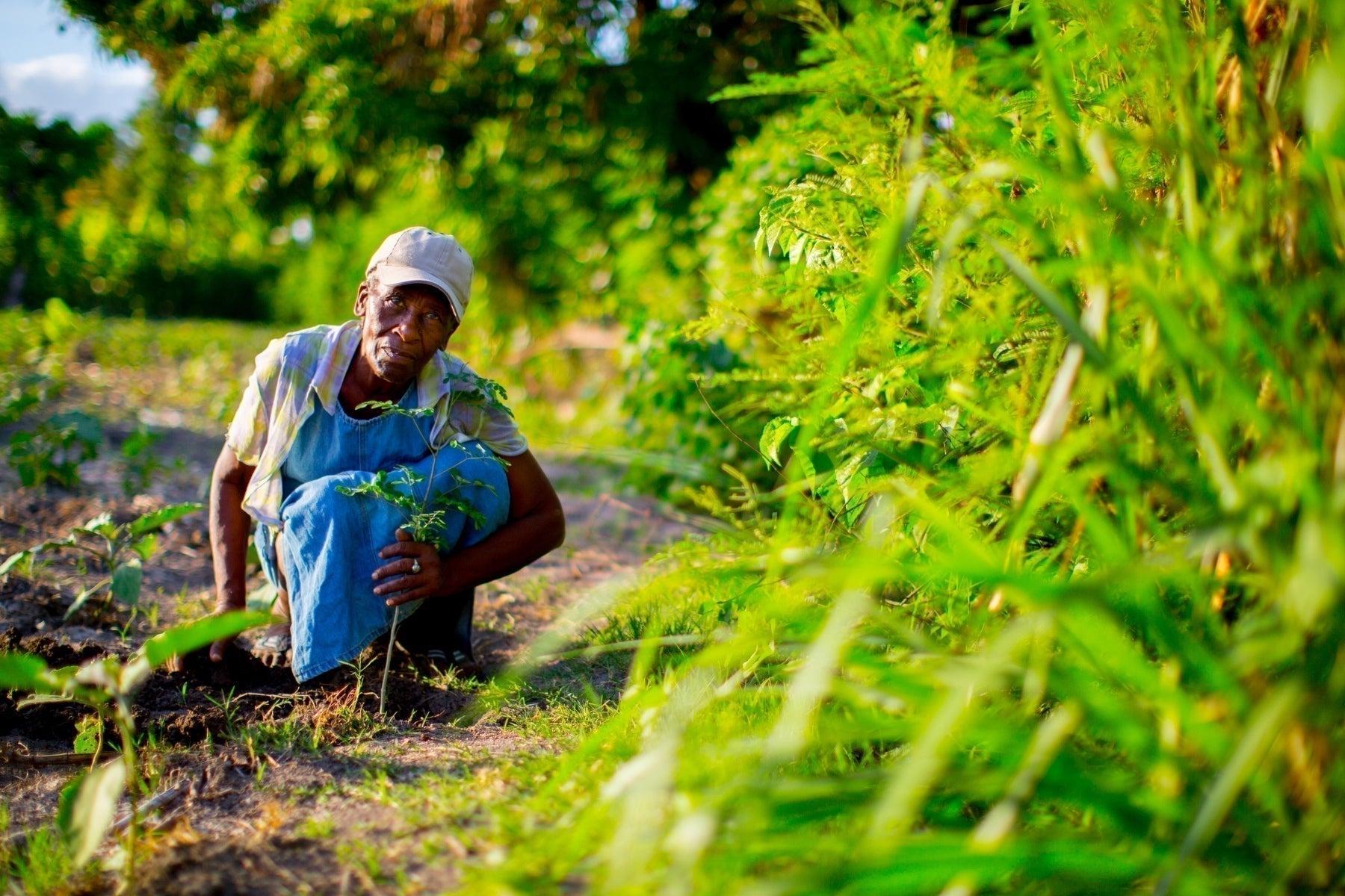 What Causes Deforestation? - One Tree Planted