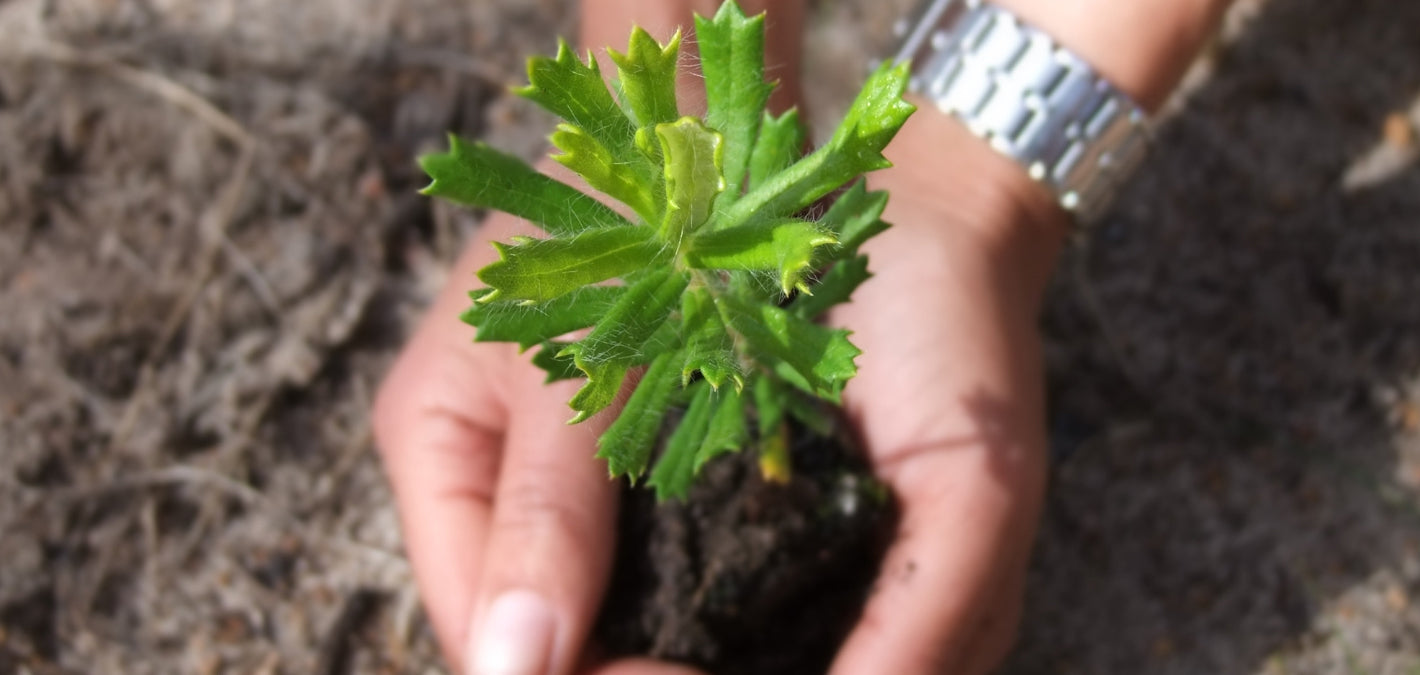 How trees improve soil quality - One Tree Planted