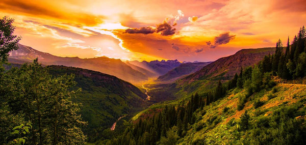 Good News! 6 Positive Environmental Stories from June 2024 - One Tree ...