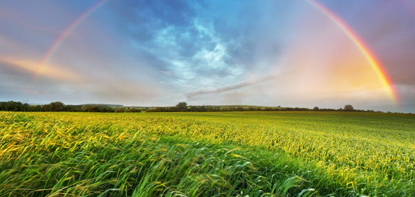 Good News! 5 Positive Environmental Stories from May 2024 - One Tree ...