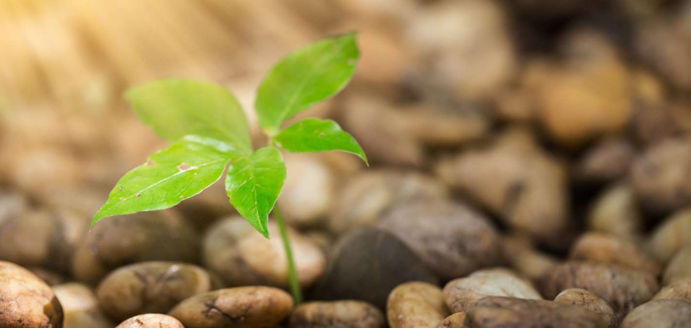 How Do Trees Grow? - One Tree Planted