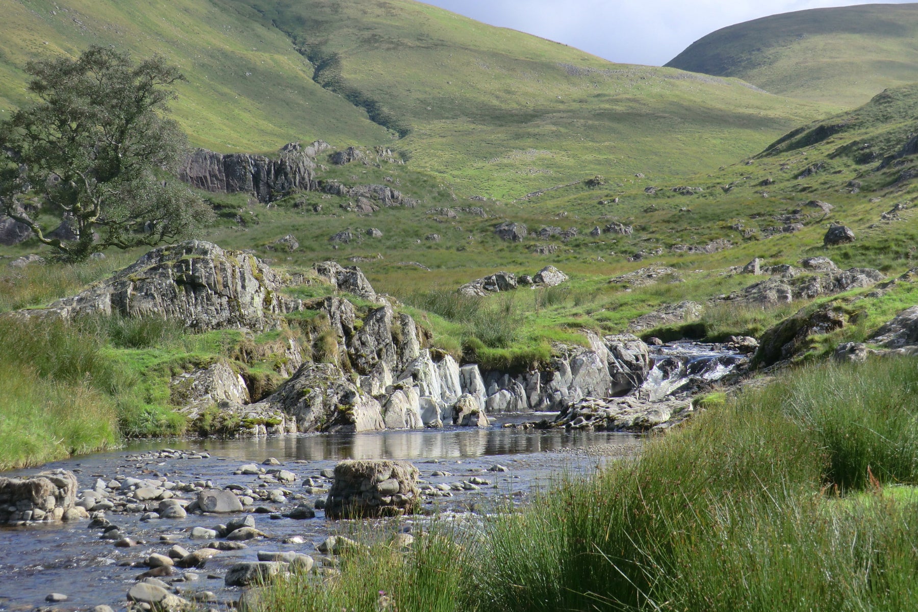 Reforestation Projects: The January 2022 Update - One Tree Planted