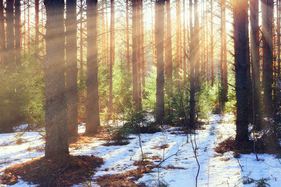What is a Forest? - One Tree Planted