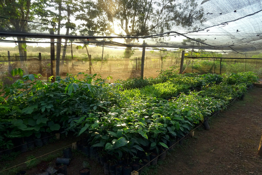 Planting 1 Million Trees in Brazil to Help Create South America’s Larg ...