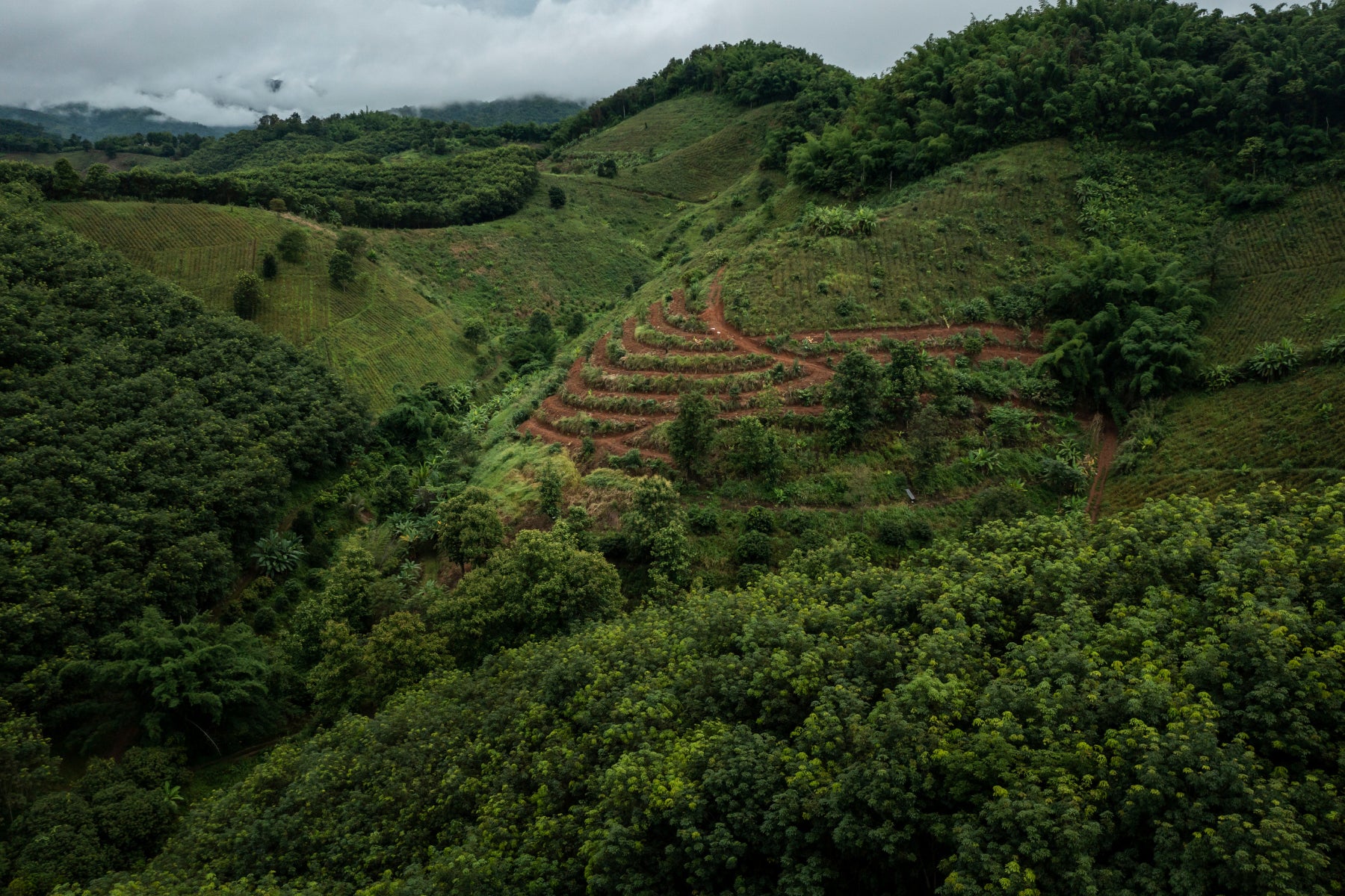 What is Afforestation? - One Tree Planted
