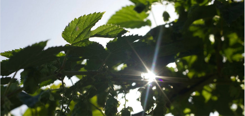 22 Ways to Support Environmental Sustainability - One Tree Planted