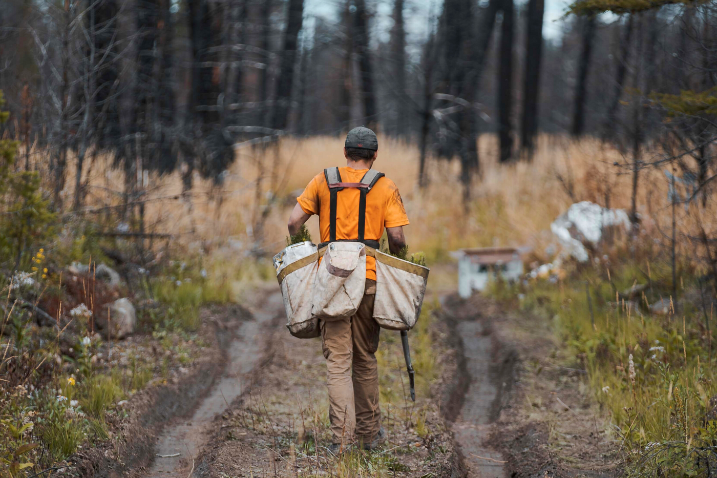 How Your Business Can Help Wildfire Restoration - One Tree Planted