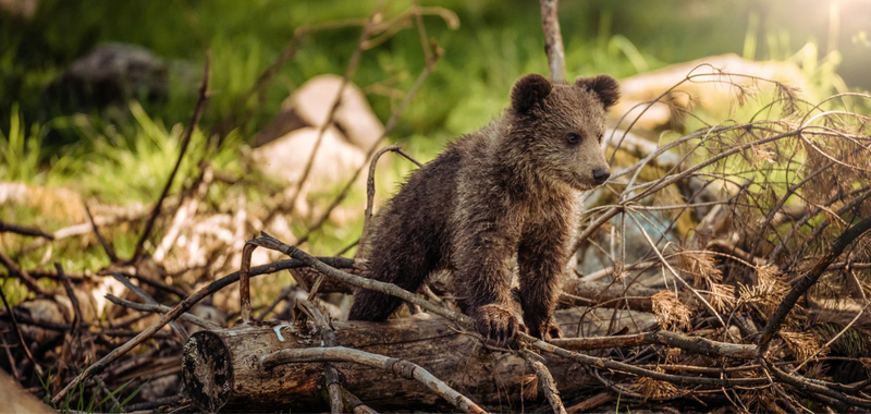 7 Ways Wildlife Supports Healthy Trees & Forests - One Tree Planted