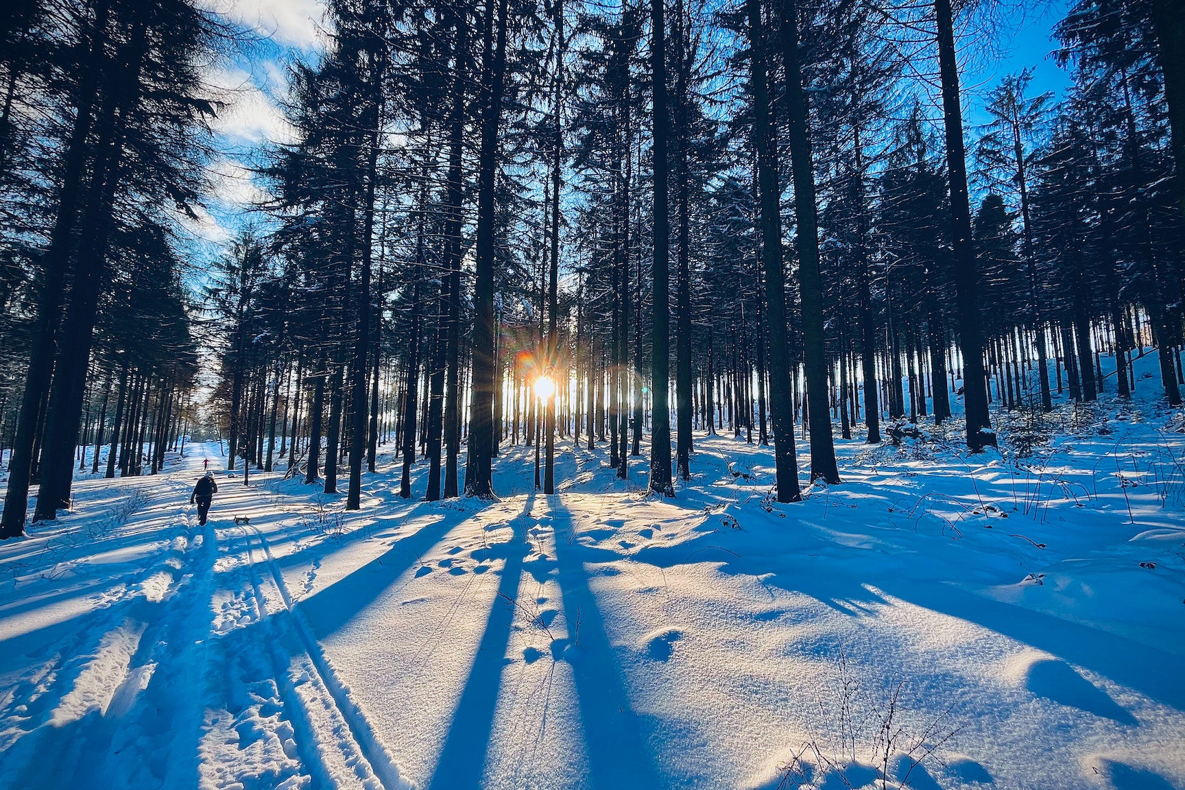 Good News! 30 Positive Environmental Stories from 2022 - One Tree Planted