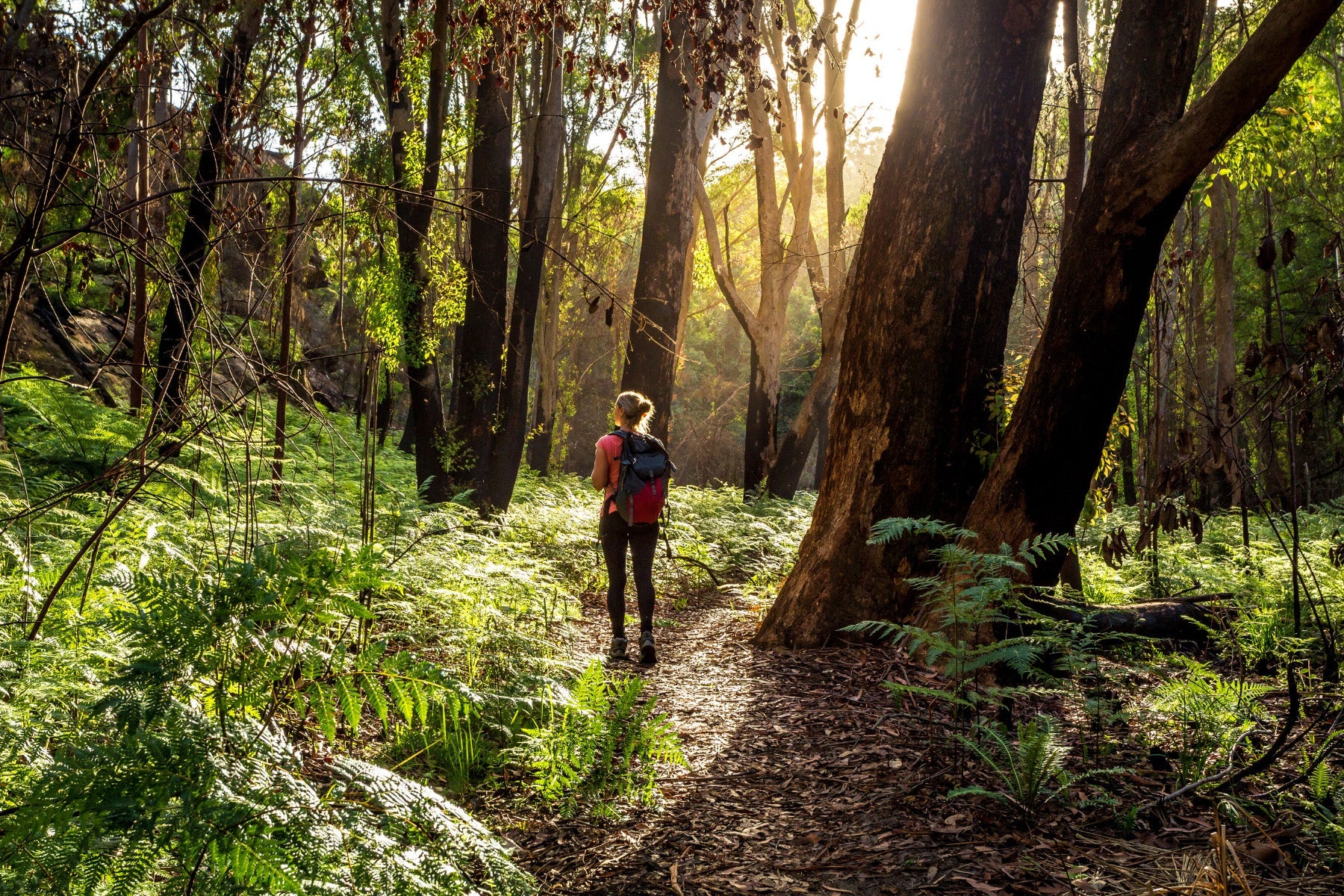 What is a Forest? - One Tree Planted