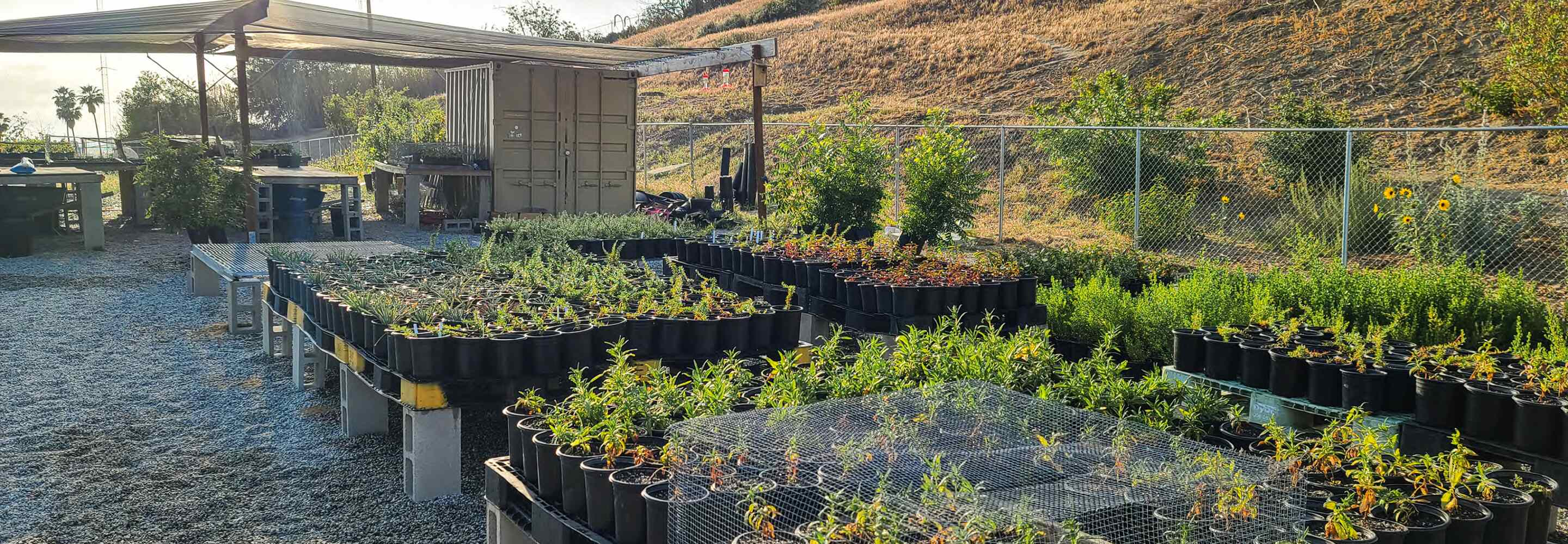 One Tree Planted | Tree Planting Nonprofit