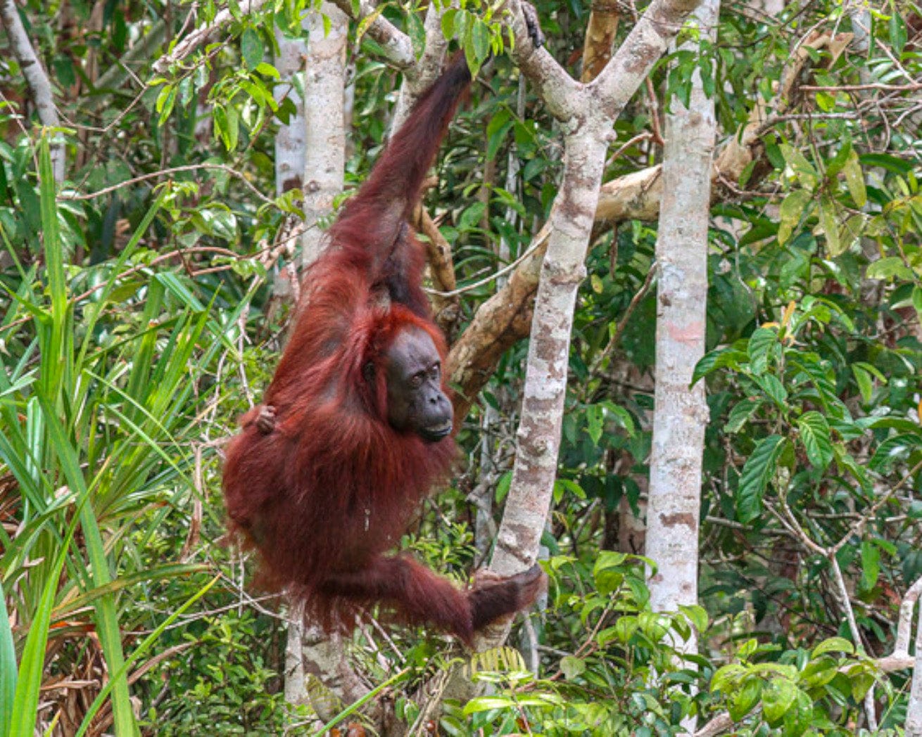 Our Work in Asia | One Tree Planted