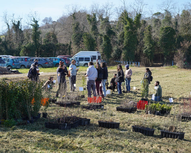 Plant Trees in Europe | One Tree Planted