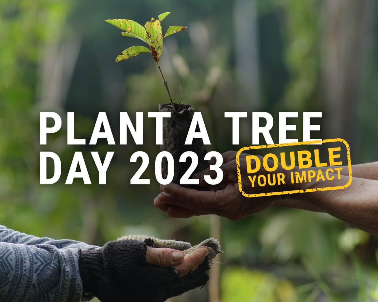 Why Plant Trees | One Tree Planted