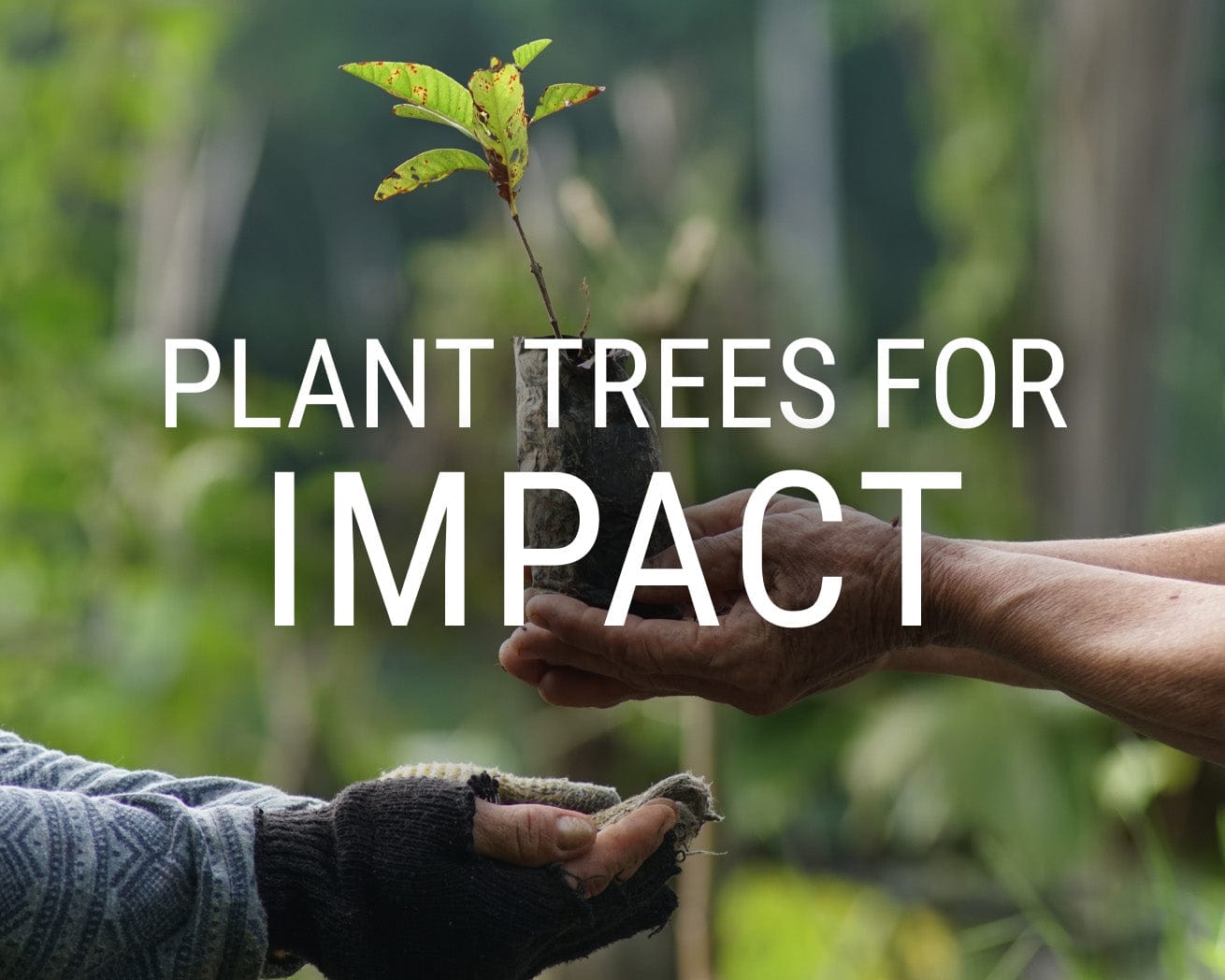 How the 1 Trillion Trees Initiative Can Have a Real Impact on Climate - One Tree Planted