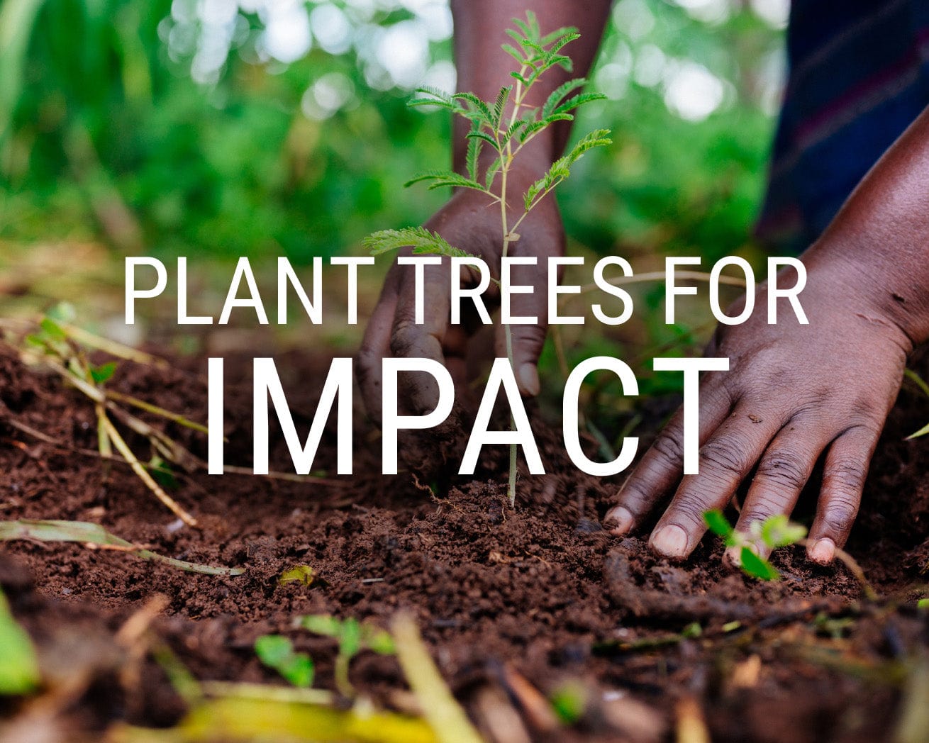 Old Growth Forests: What they Are and Why They Matter - One Tree Planted