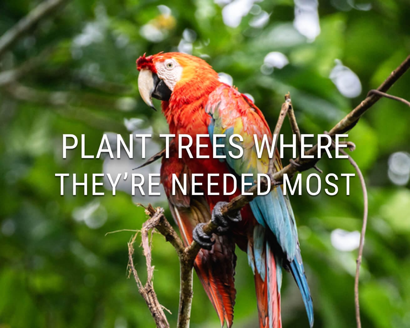 Careers at One Tree Planted | One Tree Planted