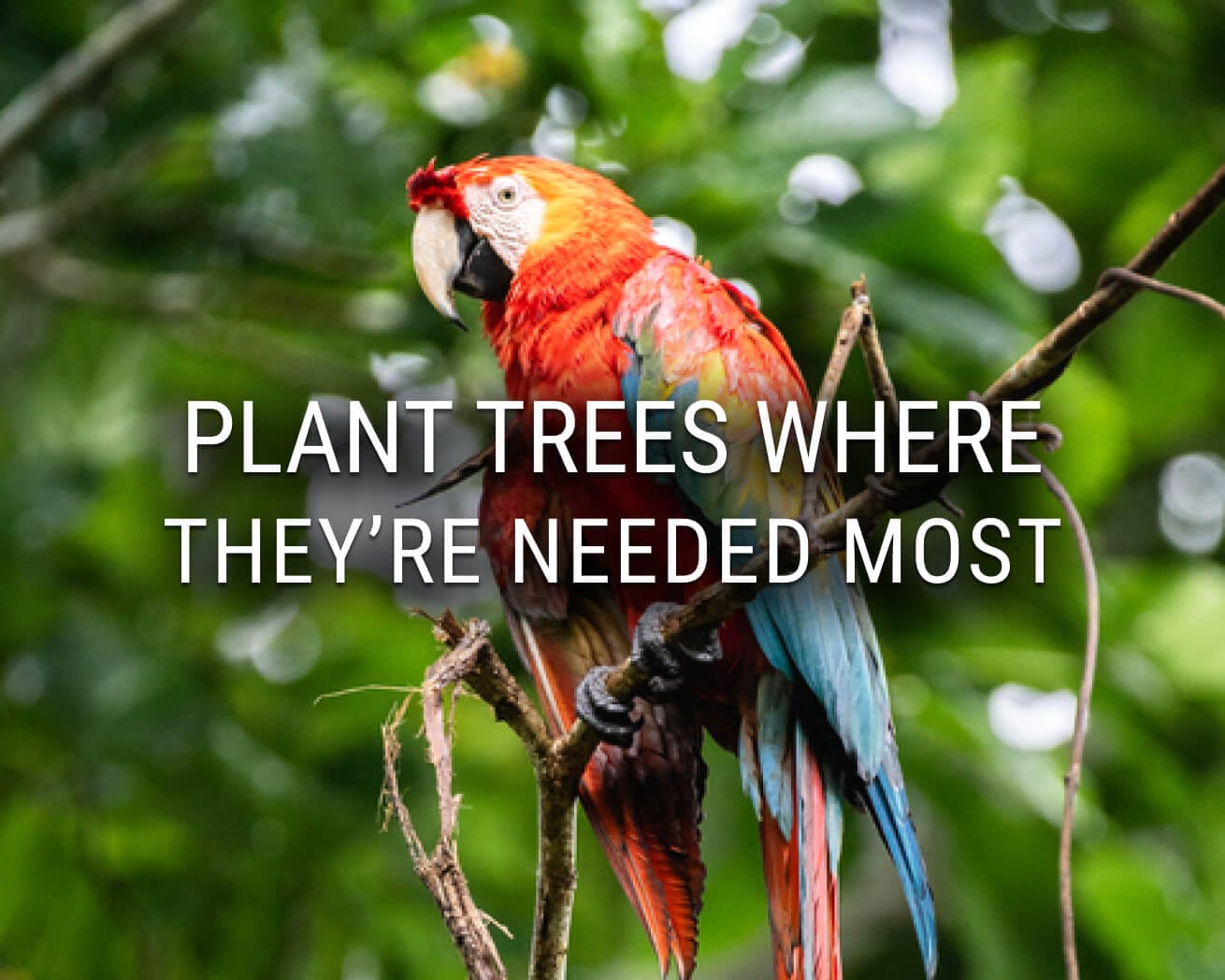 One Tree Planted and Ancient Forest Society Partner to Collect Giant S