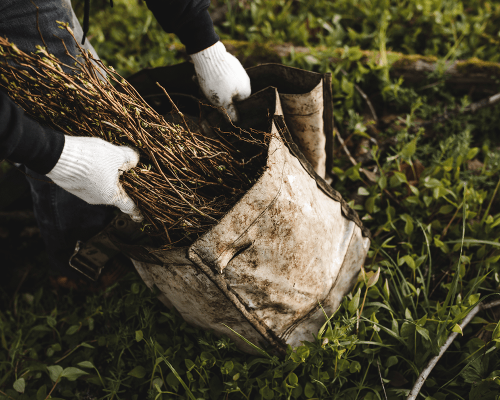 Plant Trees in Oregon | One Tree Planted