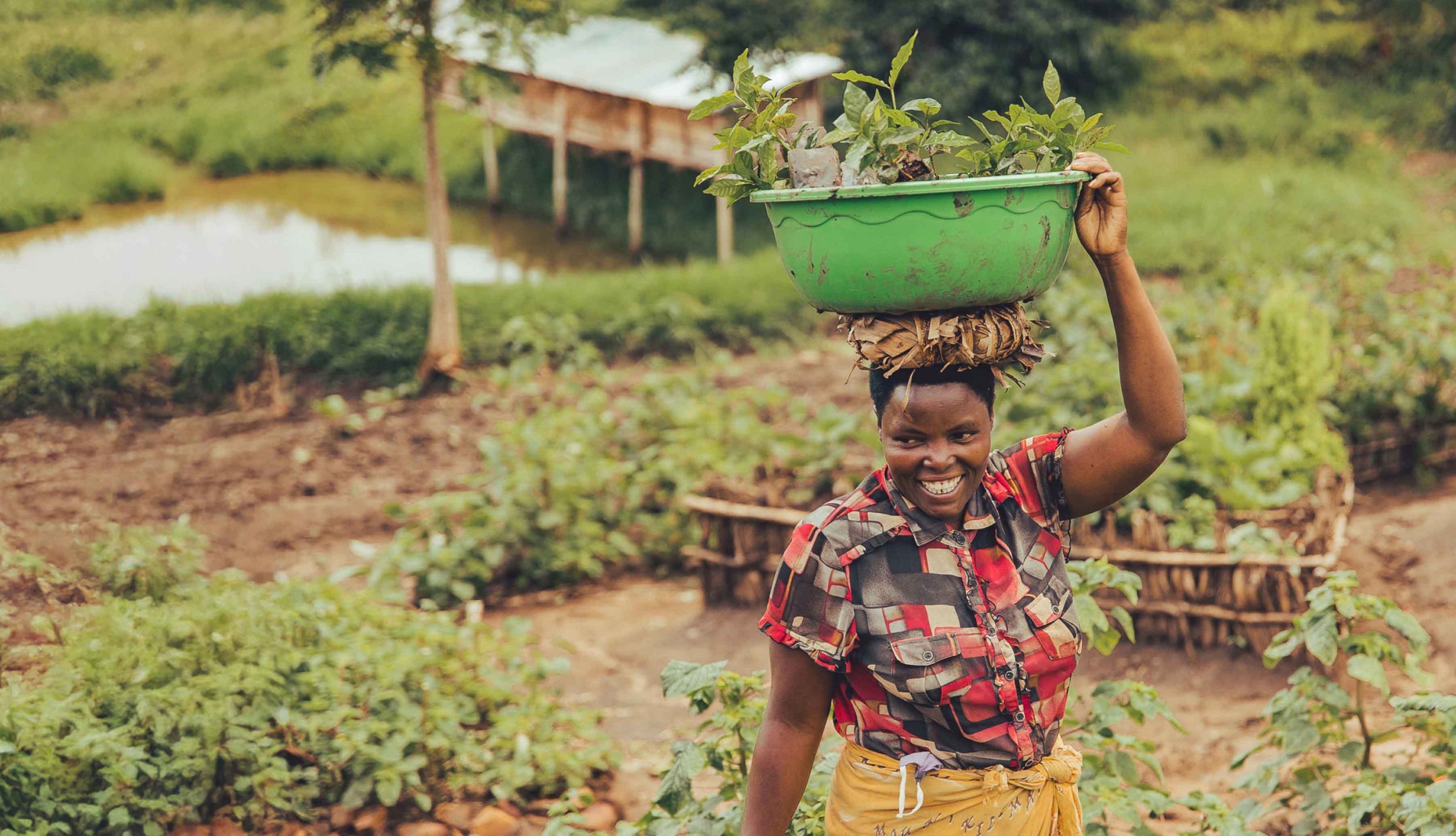 One Tree Planted | Tree Planting Nonprofit
