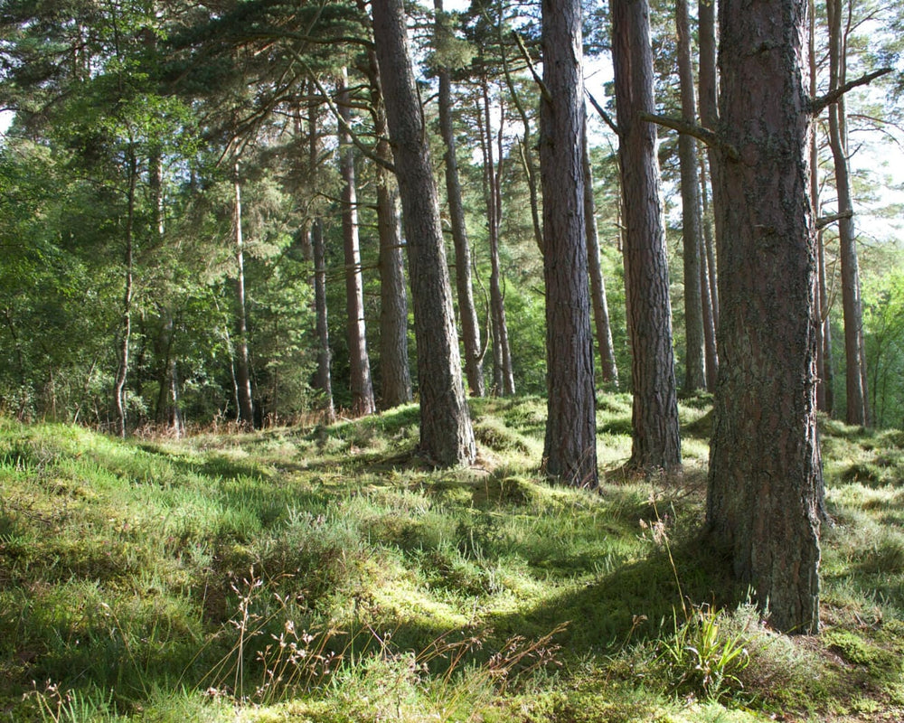 Our Work in the Southeast US | One Tree Planted