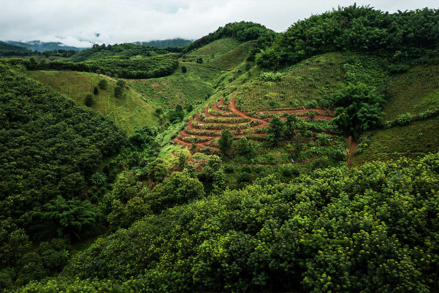 One Tree Planted | Tree Planting Nonprofit