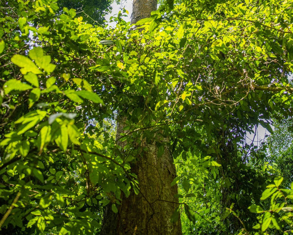 Plant Trees in Uganda | One Tree Planted